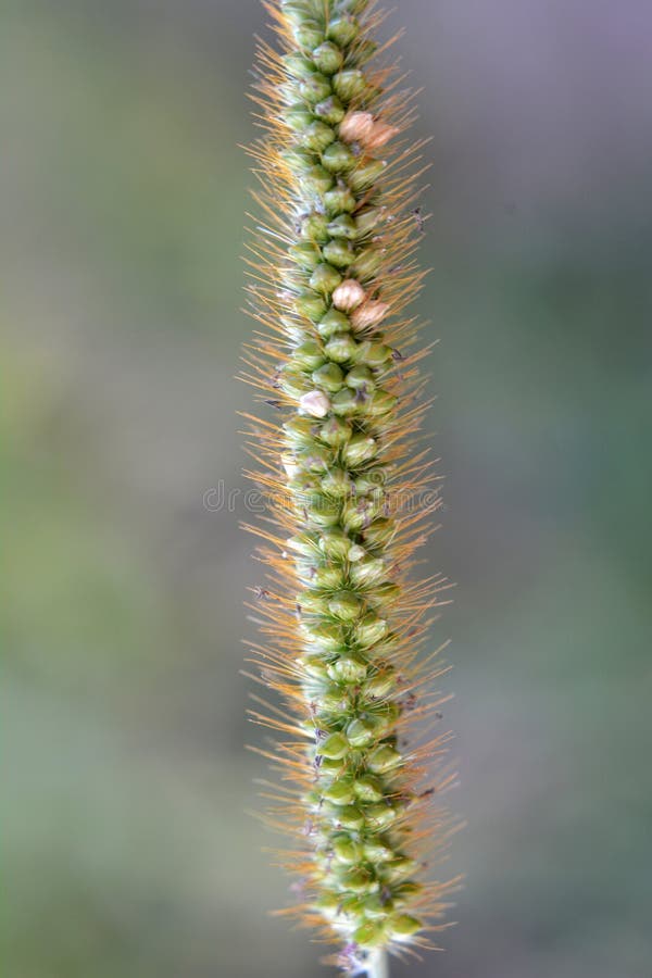 Setaria grows in the field stock photo. Image of green - 297650026