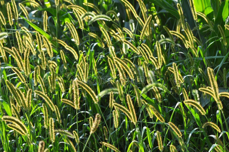 Setaria grows in the field stock image. Image of foxtail - 201011439