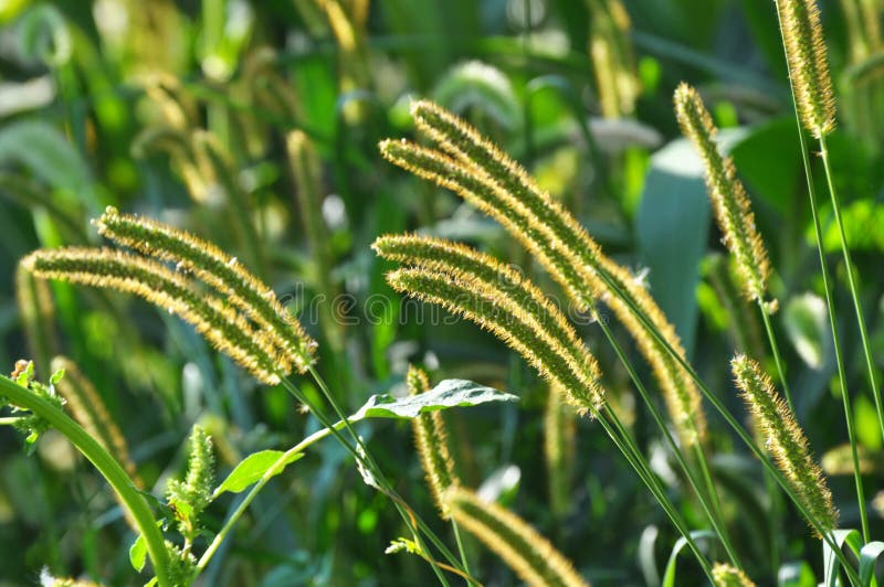 Setaria grows in the field stock photo. Image of natural - 201011736