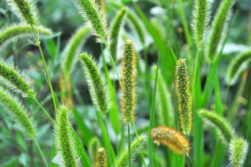 Setaria grows in the field stock photo. Image of natural - 170855292
