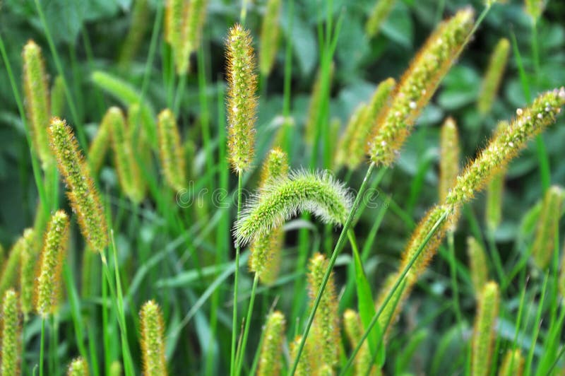 Setaria grows in the field stock image. Image of grass - 170855307