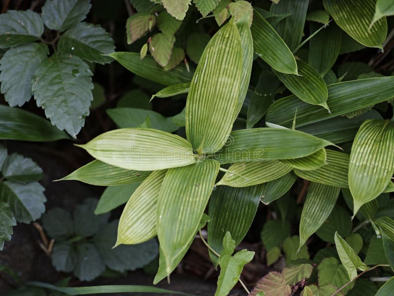 Setaria Palmifolia in Lush Forest Stock Image - Image of wild, woodland ...