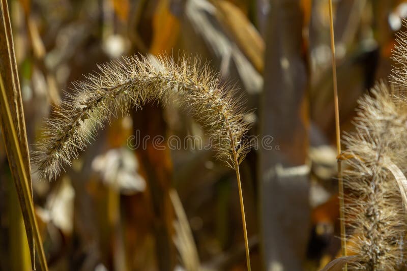 Setaria Pumila in Autumn in a Wild Field Stock Image - Image of ...