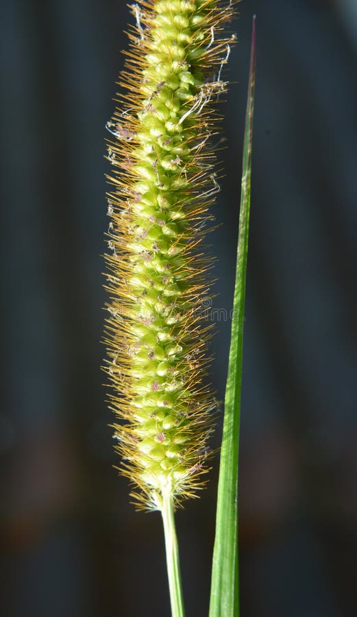 Setaria Pumila, Yellow Foxtail, Yellow Bristle-grass, Pigeon Grass or ...