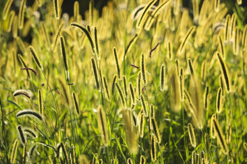 Setaria Pumila in the Sunset Light. New England, US Stock Photo - Image ...