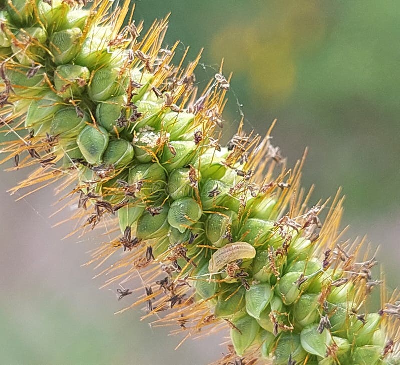 Setaria pumila stock photo. Image of setaria, pumila - 259823646