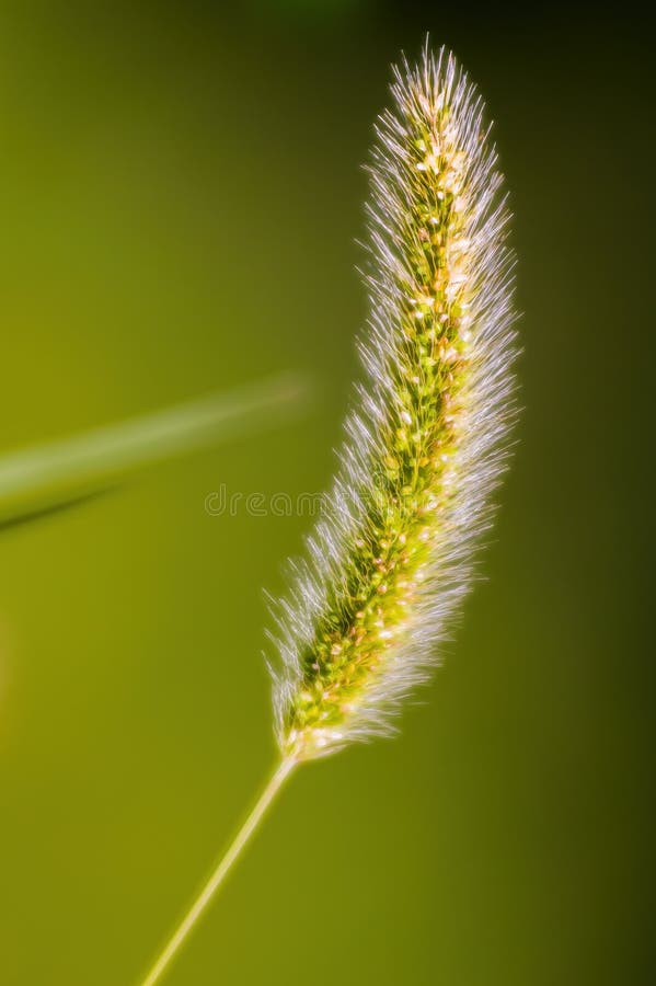 Setaria Viridis in the Fields Stock Image - Image of kiev, enokorogusa ...