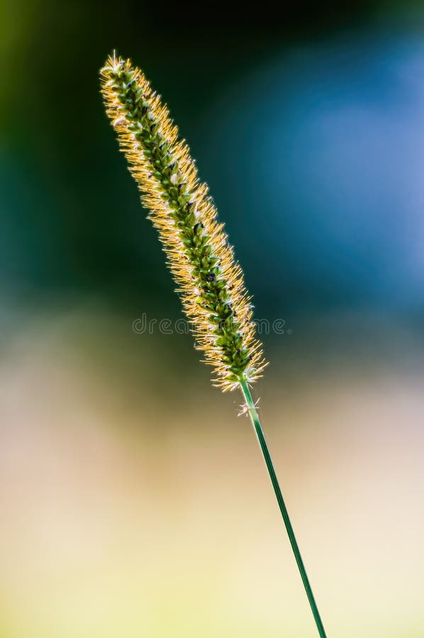 Setaria Viridis in the Fields Stock Image - Image of garden, graminacee ...