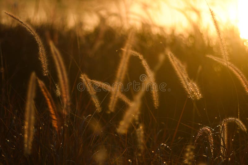 Setaria Viridis Grass in Sunset Stock Photo - Image of close, setaria ...