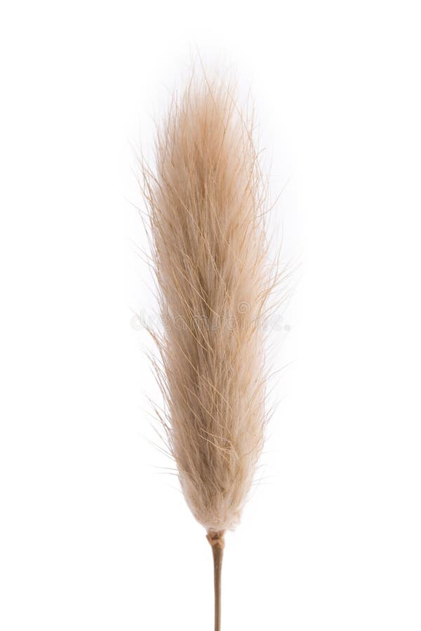 Setaria Viridis Isolated on White Stock Photo - Image of bristlegrass ...