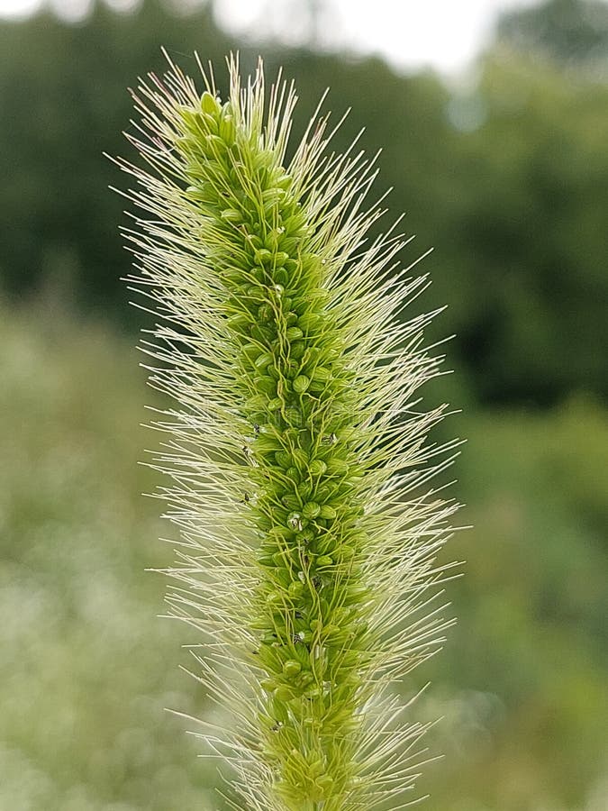Setaria viridis stock photo. Image of poaceae, lithuania - 252905800