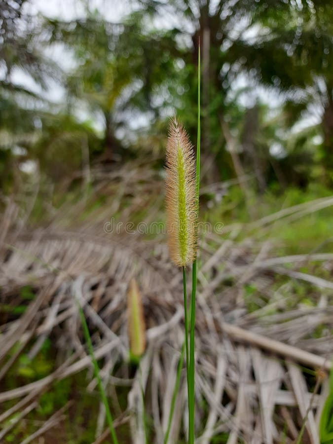 Setaria viridis pumila stock image. Image of parviflora - 266672941