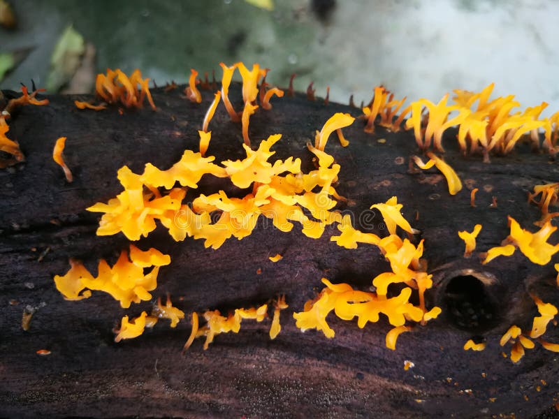 Setas Amarillas En Madera Podrida Foto de archivo - Imagen de setas ...