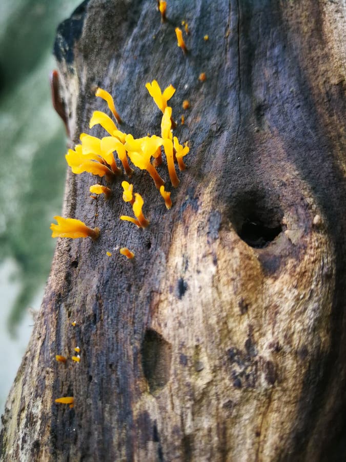 Setas Amarillas En Madera Podrida Imagen de archivo - Imagen de ...