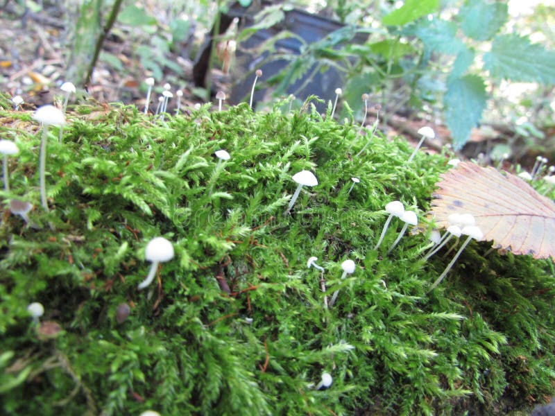 Musgo blanco imagen de archivo. Imagen de musgo, madera - 66411947