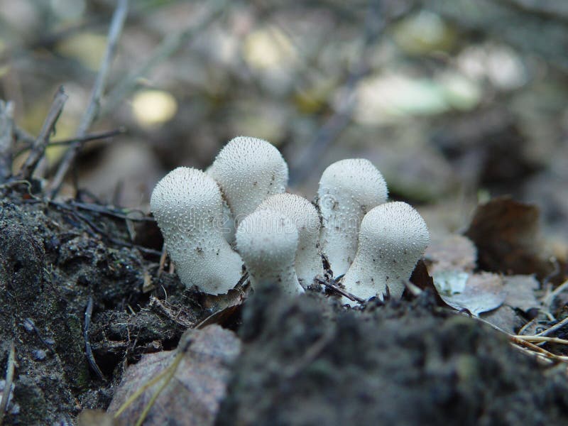 Setas bonitas foto de archivo. Imagen de setas, asoleado - 121410568