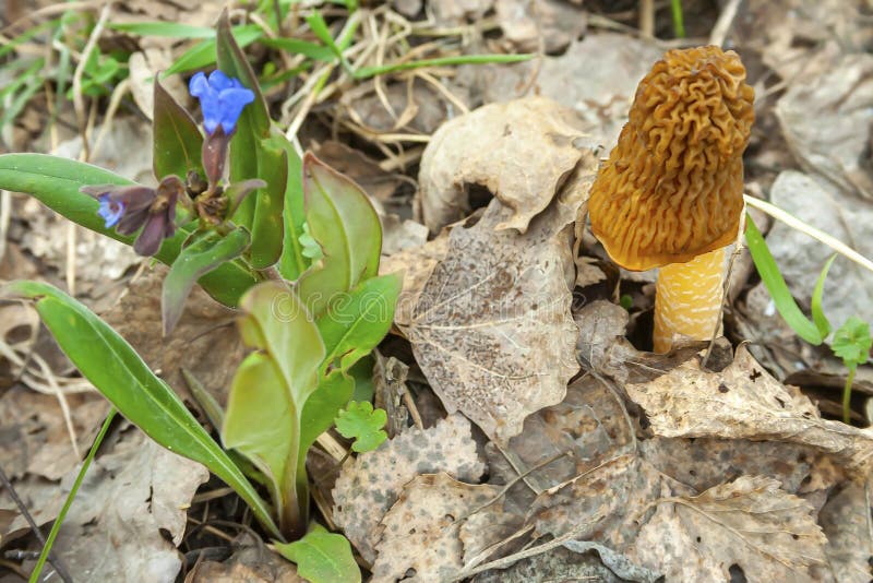 Hongo Morel Morchella En El Suelo Foto de archivo - Imagen de travieso ...