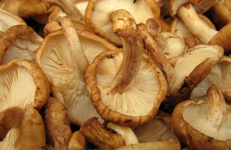 Setas de Shiitake foto de archivo. Imagen de seta, comestible - 10639086