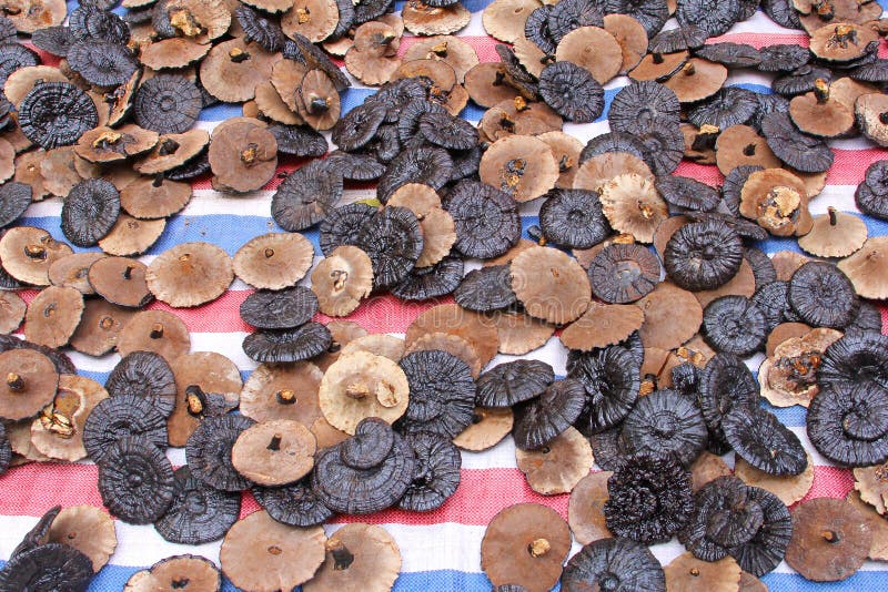 Setas De Shiitake Negras Grandes Secadas, Mercado China Imagen de ...