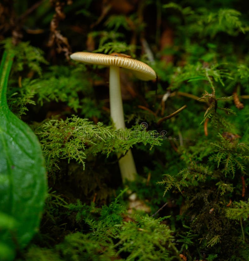 Setas En El Moss imagen de archivo. Imagen de seta, hongo - 163499881