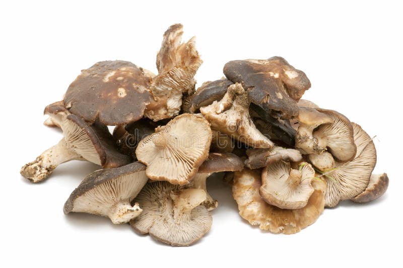 Setas frescas imagen de archivo. Imagen de delicioso - 17224129