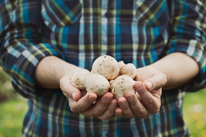 Setas frescas foto de archivo. Imagen de fondo, agricultura - 40178856