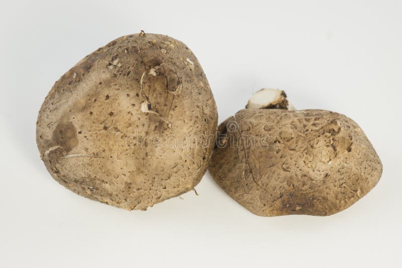 Setas Frescas (foco De Centro) Imagen de archivo - Imagen de aislado ...