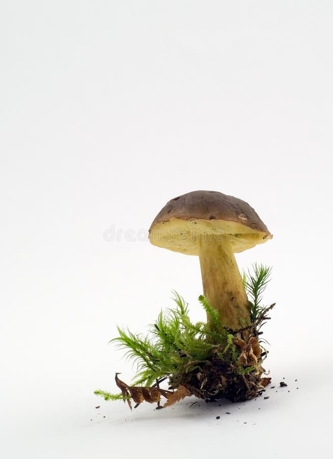 Setas Frescas En Fondo Negro. Los Hongos Ponen Plenamente Imagen de ...