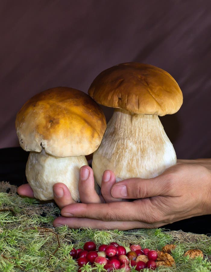 Setas Hermosas Del Blanco De Las Piernas Imagen de archivo - Imagen de ...