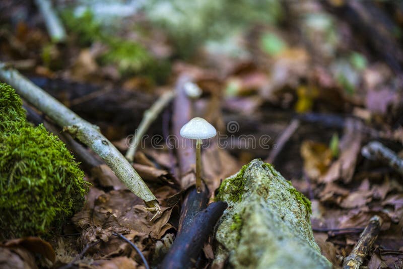Setas Hermosas Del Renati De Mycena Del Capo Foto de archivo - Imagen ...