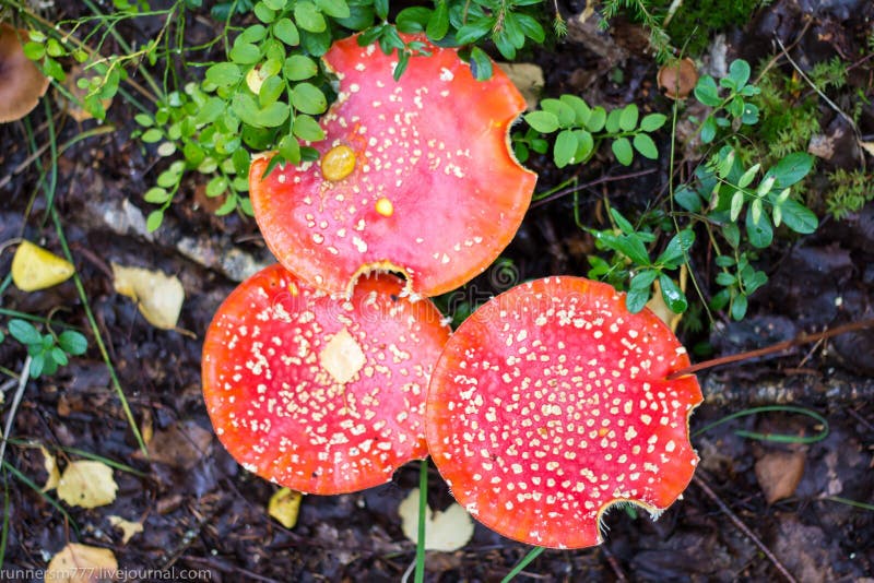 Las Setas Hermosas Crecen En El Bosque En Musgos E Hierba Foto de ...
