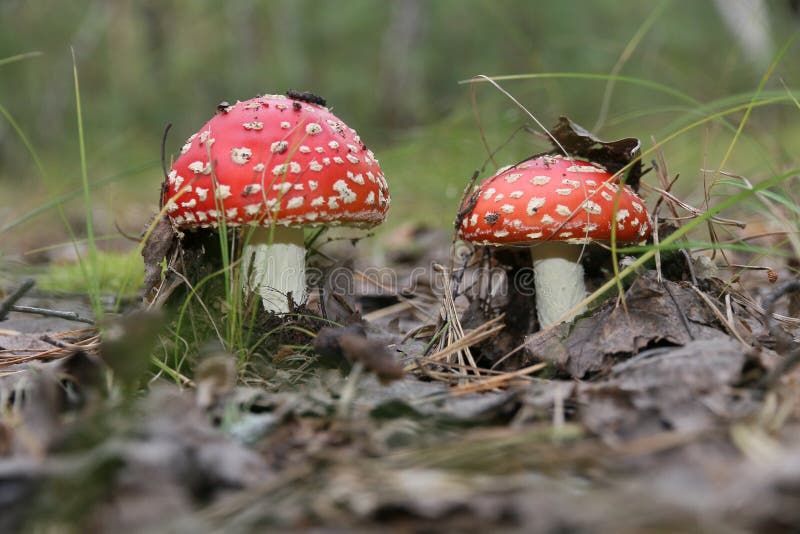 Setas Venenosas Hermosas Rojas Del Bosque Imagen de archivo - Imagen de ...