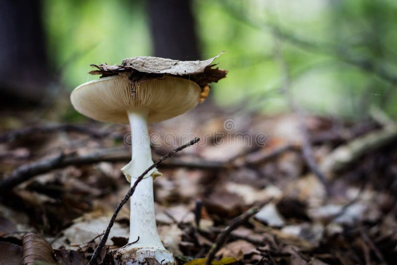 Setas Venenosas Hermosas Y Setas Comestibles En El Bosque Foto de ...