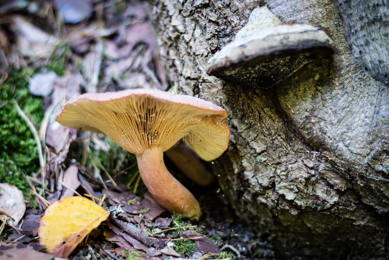 Setas Venenosas Hermosas Y Setas Comestibles En El Bosque Imagen de ...