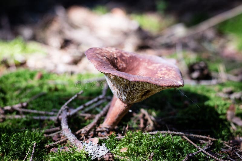 Setas Venenosas Hermosas Y Setas Comestibles En El Bosque Foto de ...