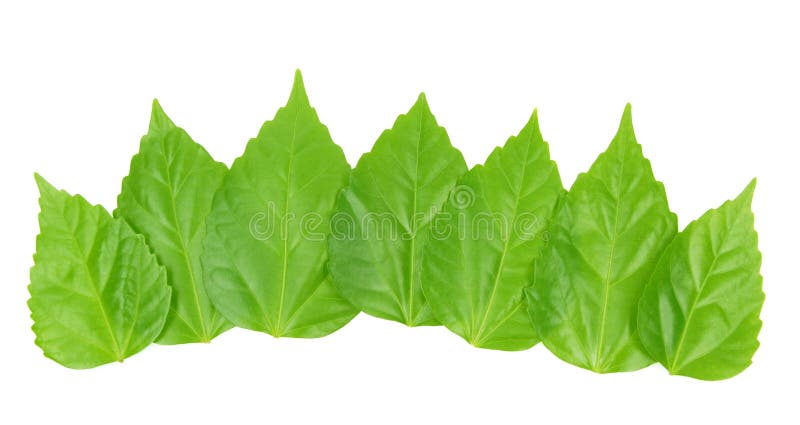 Sete Folhas Verdes Isoladas Foto de Stock - Imagem de ornamento, beleza ...