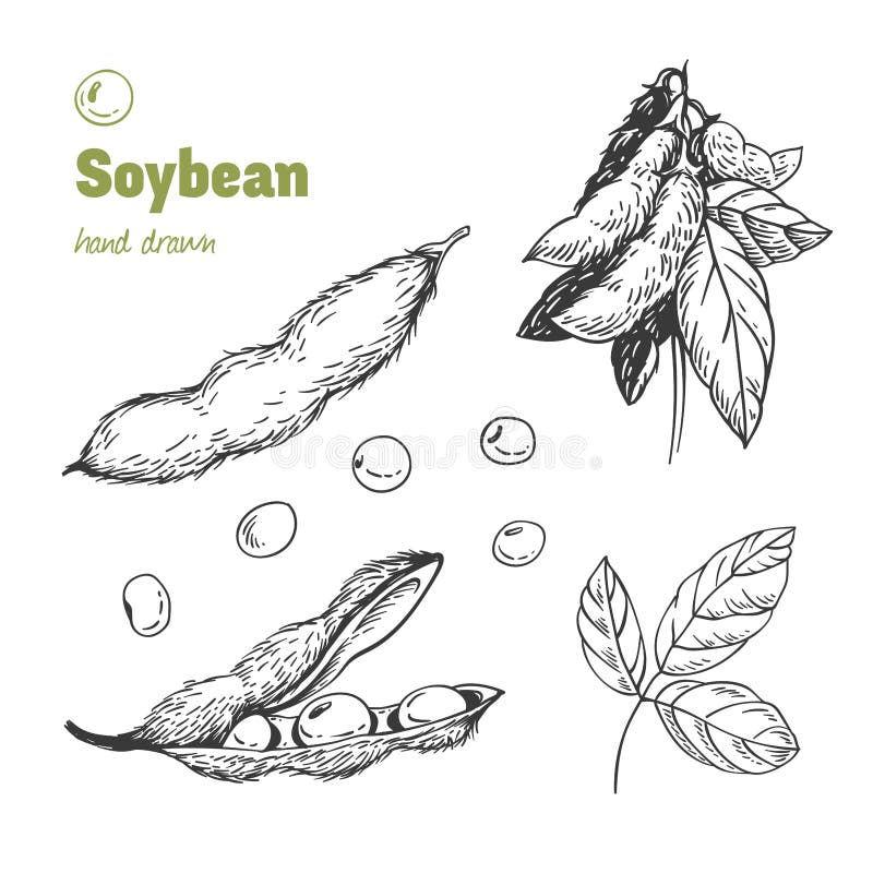Vector El Manojo Con La Planta De Haba De La Soja O De La Soja Del ...