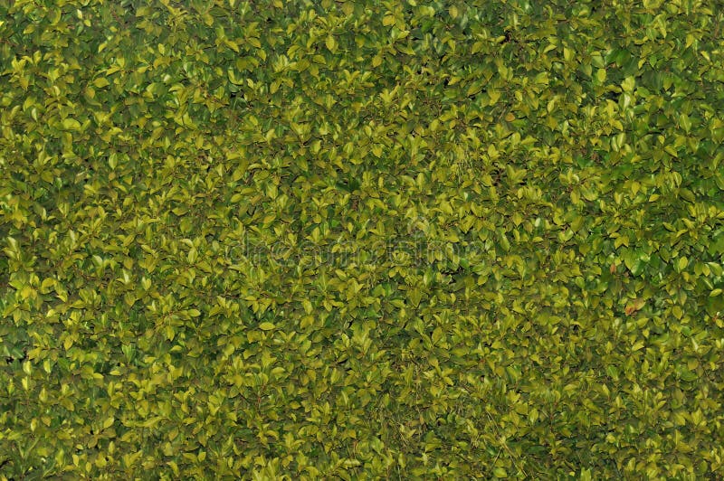 Seto imagen de archivo. Imagen de follaje, cerque, césped - 1625183