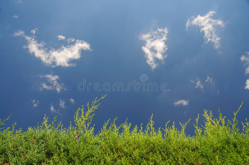 Seto de Cypress imagen de archivo. Imagen de ciprés, travieso - 6290809