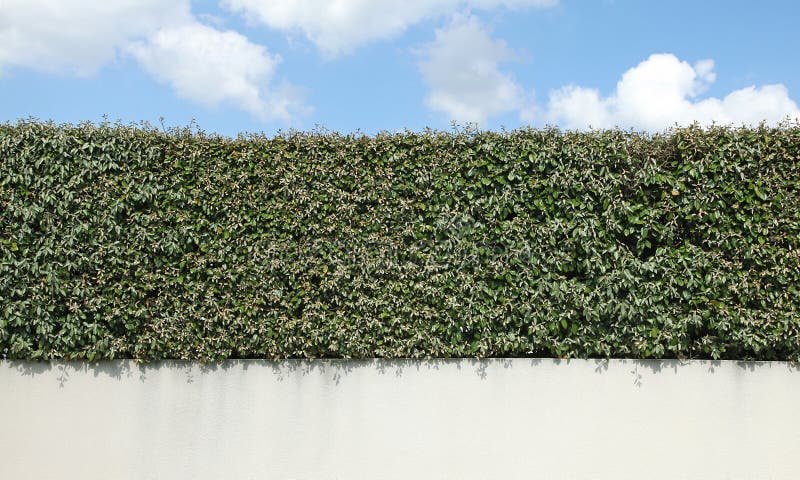 Seto de elaeagnus ebbingei foto de archivo. Imagen de plata - 254403420