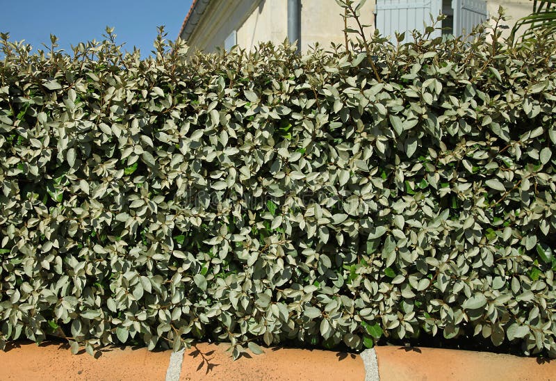 Seto de elaeagnus ebbingei foto de archivo. Imagen de casa - 254403432