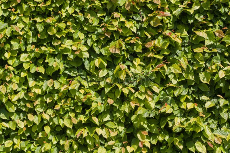 Seto del carpe foto de archivo. Imagen de ambiente, follaje - 54748694