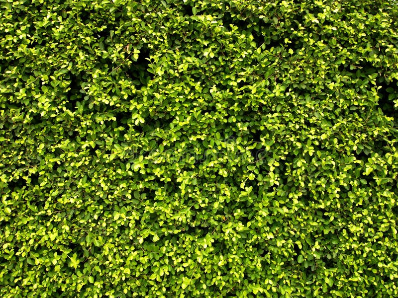 Seto del jardín imagen de archivo. Imagen de extracto - 14911101