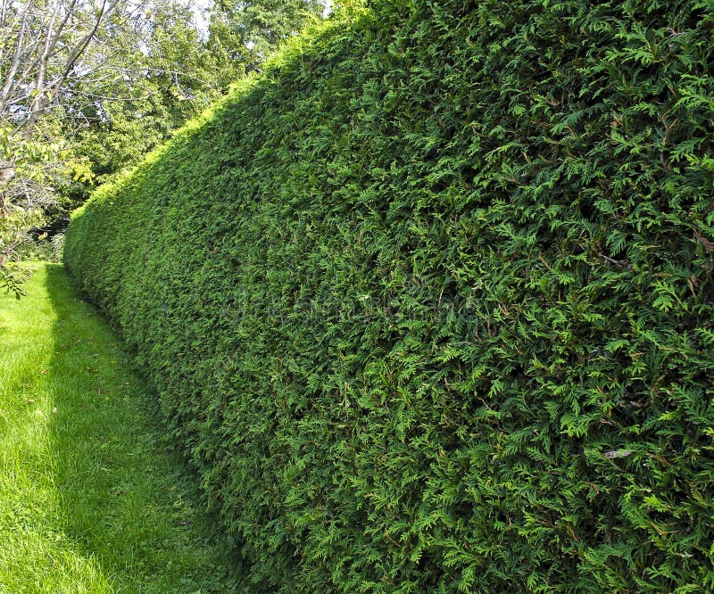 Seto del tejo foto de archivo. Imagen de privado, perenne - 16172284