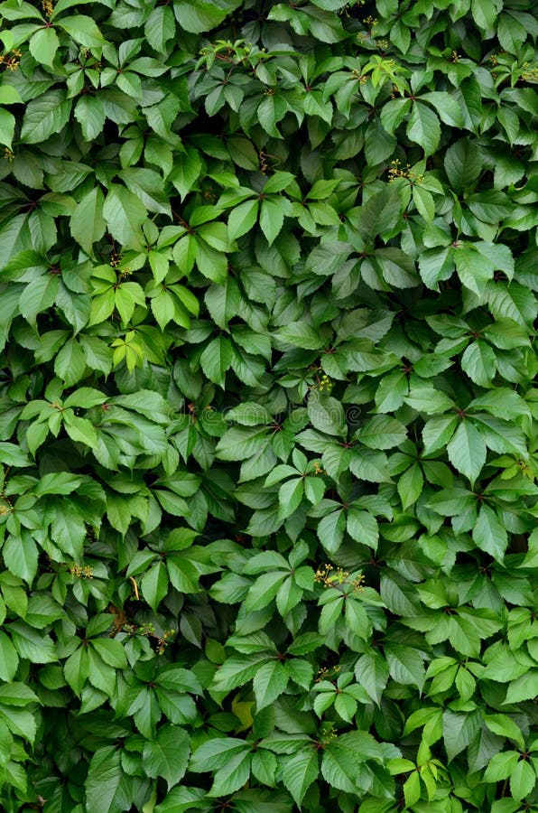 Seto enorme foto de archivo. Imagen de hojas, elemento - 29083408