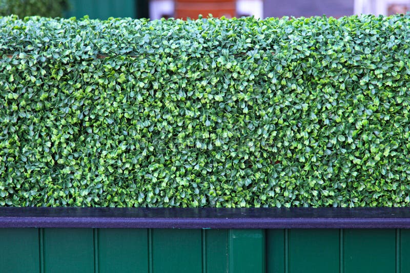 Seto verde imagen de archivo. Imagen de verde, planta - 23101195
