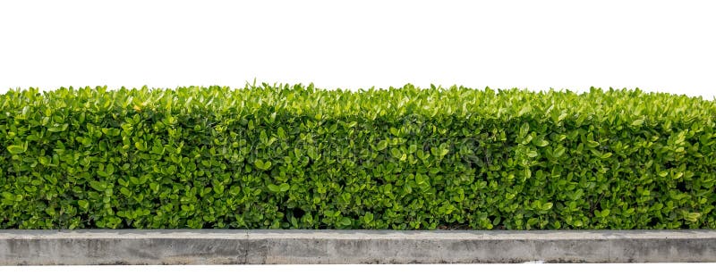 Primer verde del seto foto de archivo. Imagen de primer - 57080062