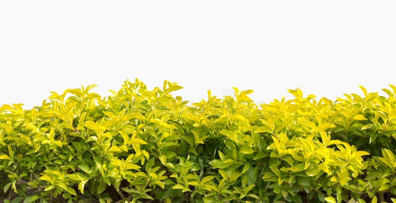Seto Verde O Arbusto Verde Aislado Imagen de archivo - Imagen de hojea ...