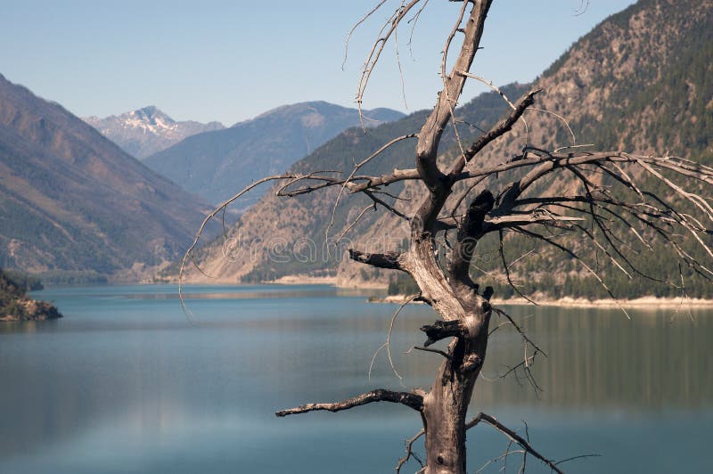 Seton Lake stock image. Image of british, tree, shore - 23182479