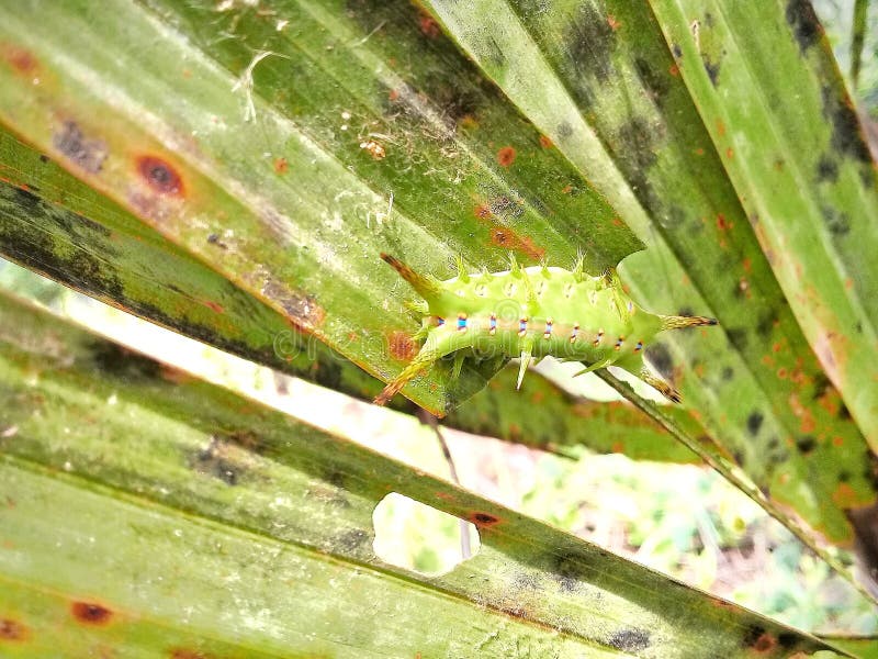 Setora Stock Photos - Free & Royalty-Free Stock Photos from Dreamstime